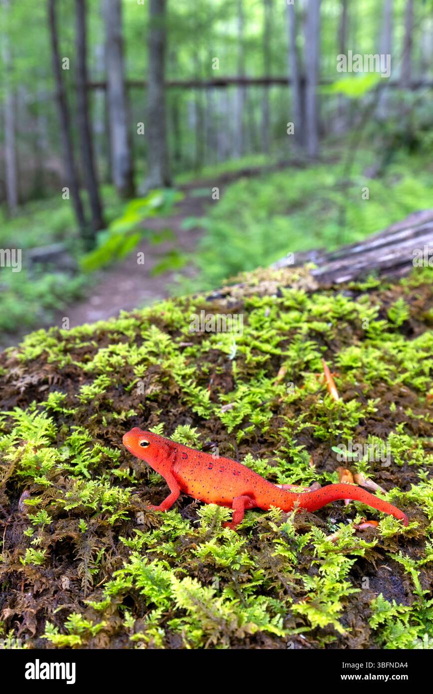 Red Eft of Eastern Newt (Notophthalmus viridescens) on Sycamore Cove ...