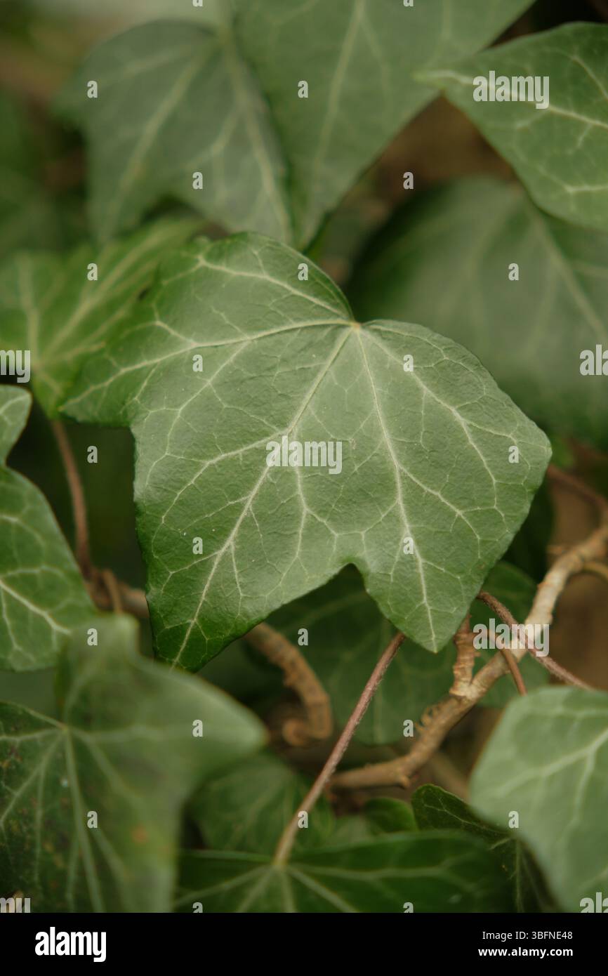 Ivy vein structure hi-res stock photography and images - Alamy