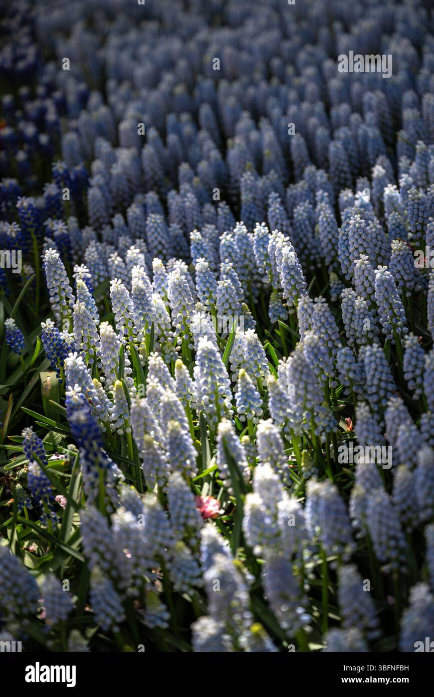 Grape Hyacinth (Muscari armeniacum) 'Manon' Variety Stock Photo - Alamy