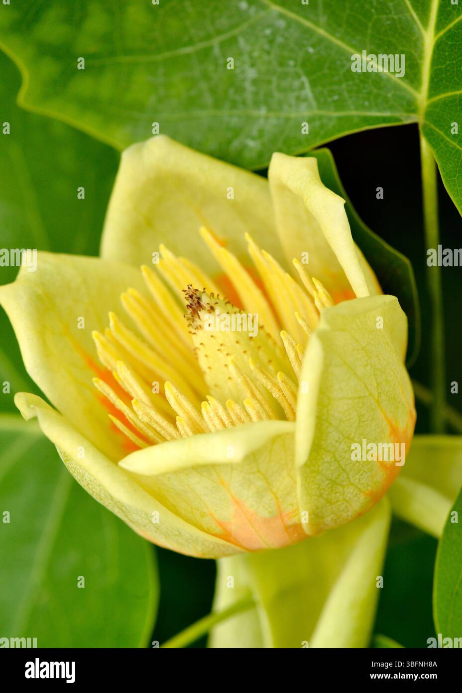 Tulip tree (liriodendron tulipifera) hi-res stock photography and ...
