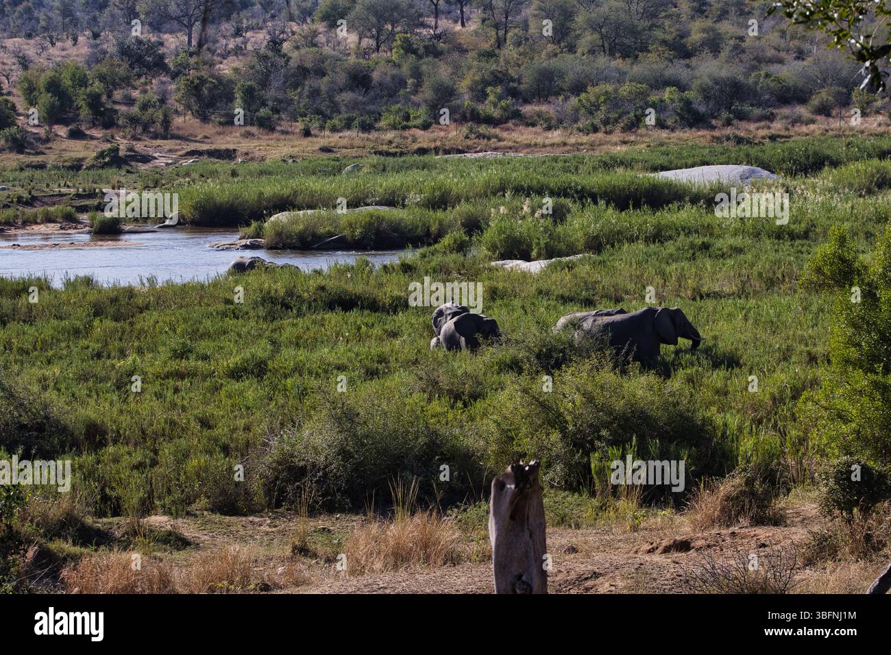 African Wild Animals - Elephants Coming Out of the River - Kruger ...