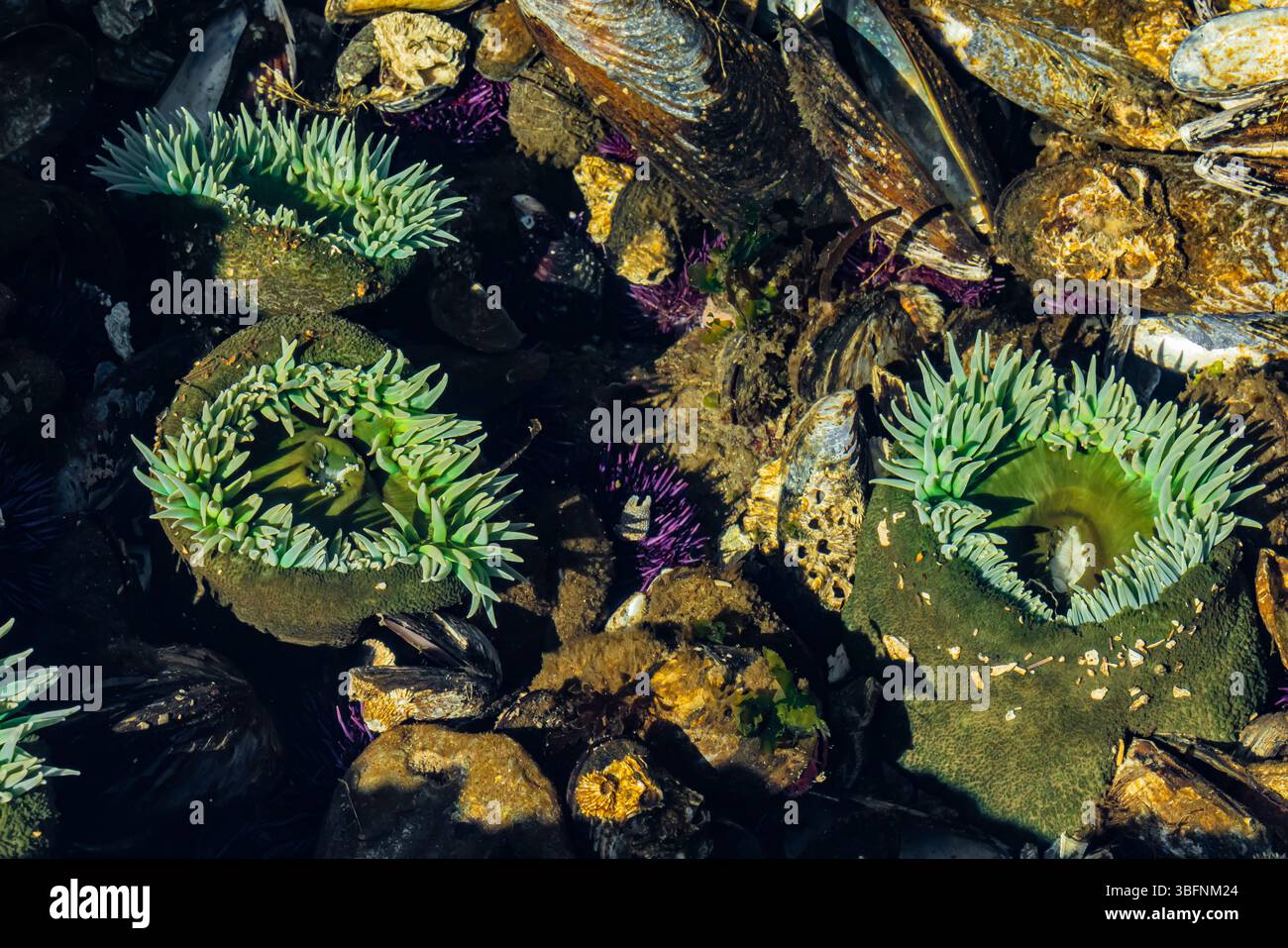 Giant Green Anemone, Anthopleura xanthogrammica, in Tongue Point Marine ...