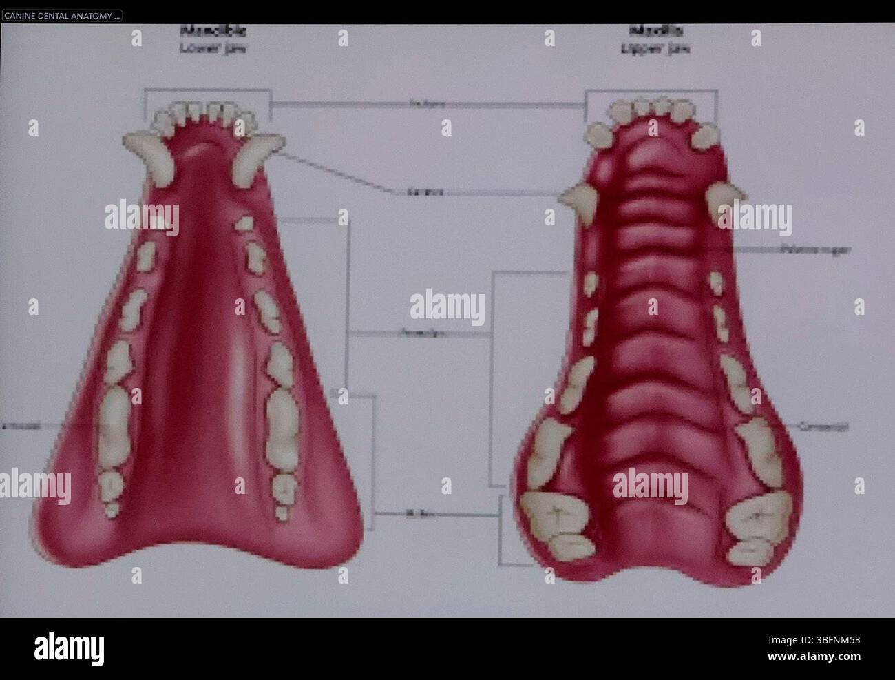 During testimony by forensic pathologist Dr. Marie Russell, a chart of ...