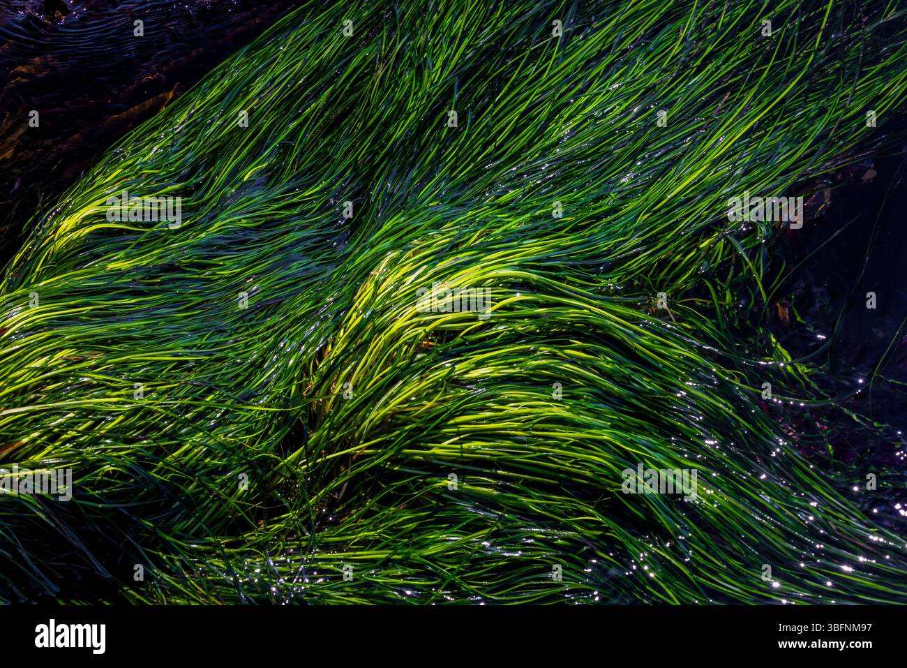 Torrey's Surfgrass, Phyllospadix torreyi, in rocky habitat of Tongue ...