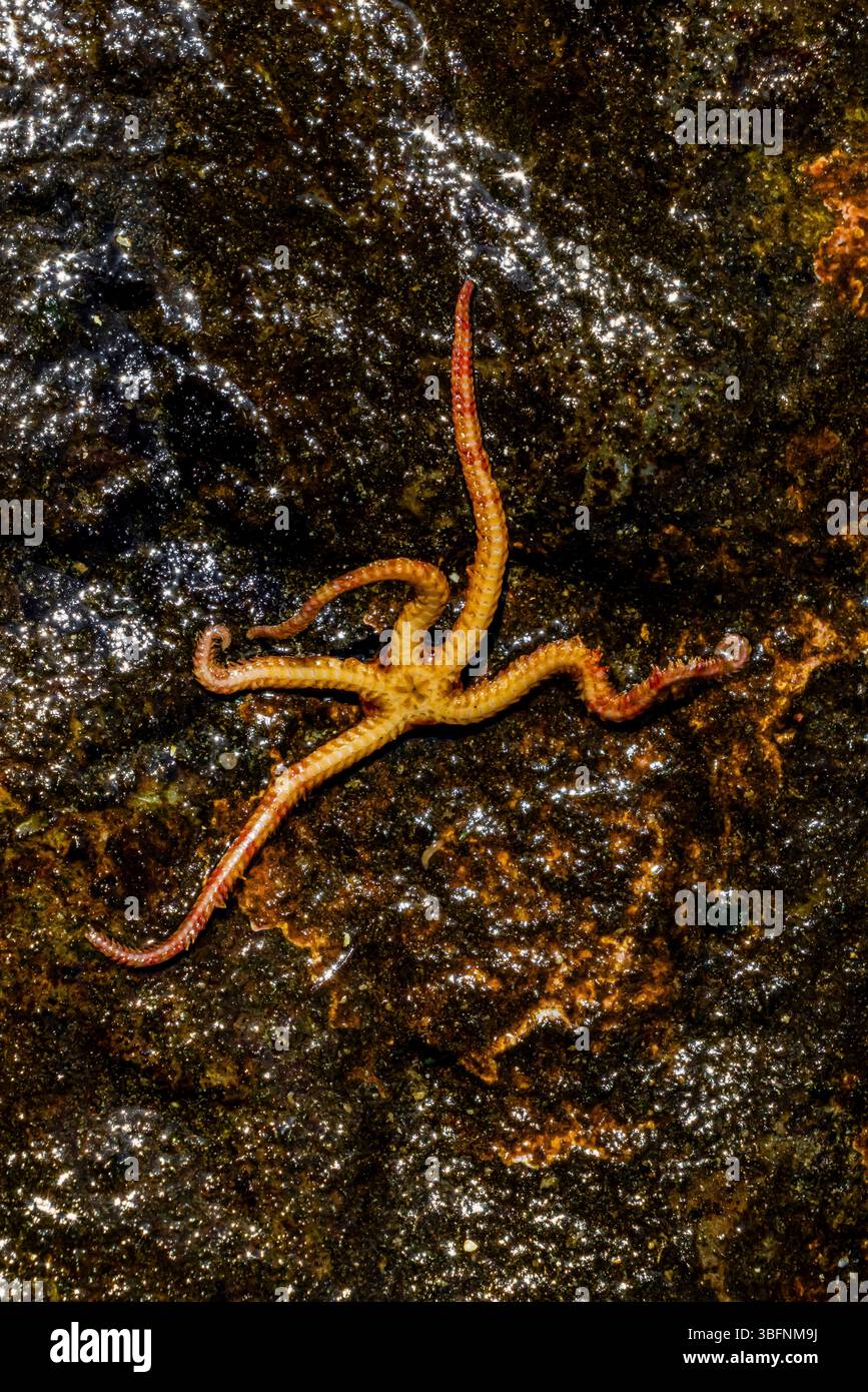 Daisy Brittle Star, Ophiopholis aculeata, in Tongue Point Marine Life ...