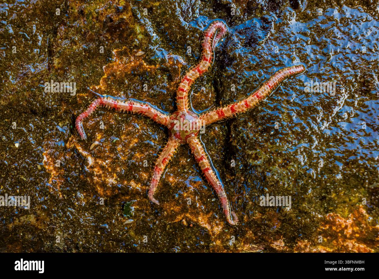 Daisy Brittle Star, Ophiopholis aculeata, in Tongue Point Marine Life ...