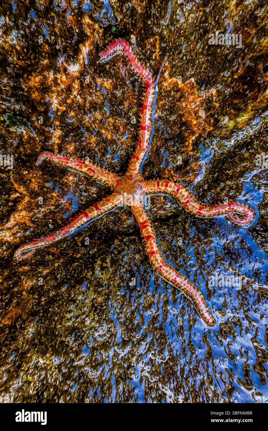Daisy Brittle Star, Ophiopholis aculeata, in Tongue Point Marine Life ...