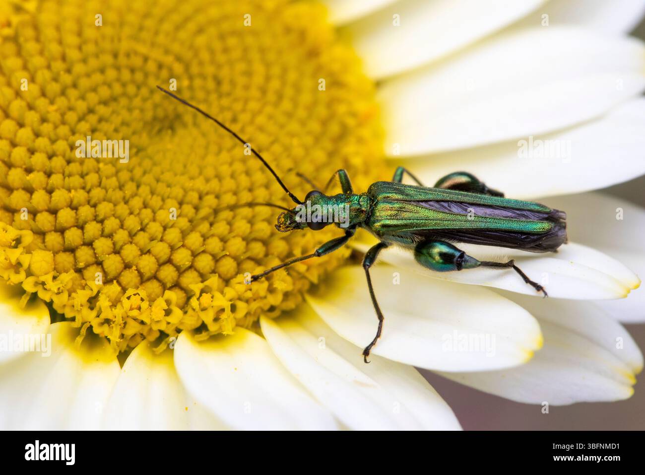 Thick-legged flower beetle (Oedemera nobilis), also known as the ...