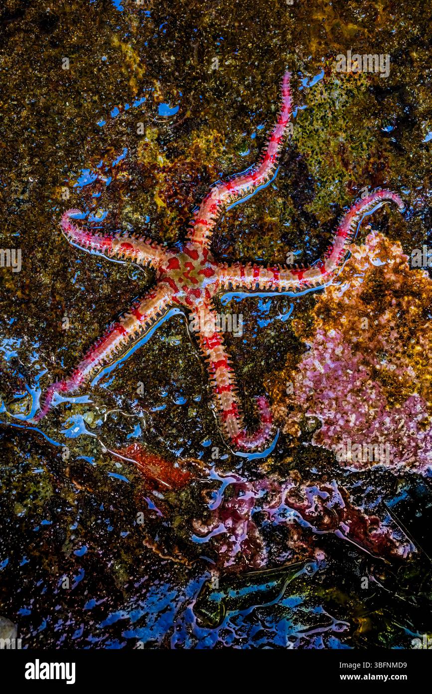 Daisy Brittle Star, Ophiopholis aculeata, in Tongue Point Marine Life ...