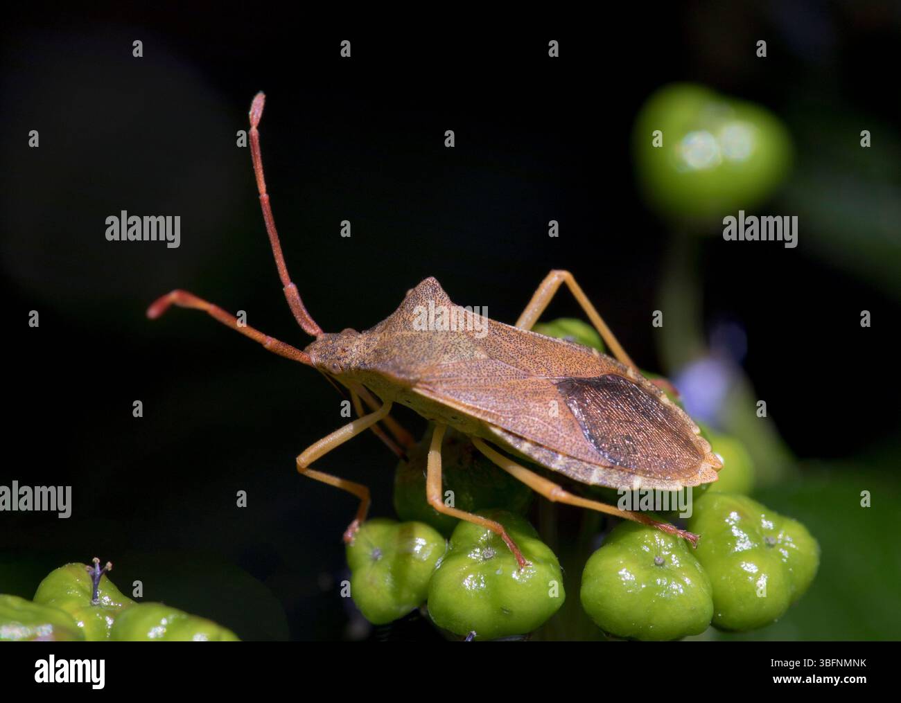 Bronze ( Stink ) Shield Bug Pentatomidae Stock Photo - Alamy