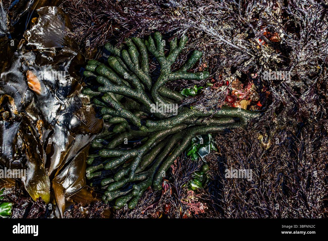 Sea Staghorn, Codium fragile, in Tongue Point Marine Life Sanctuary ...