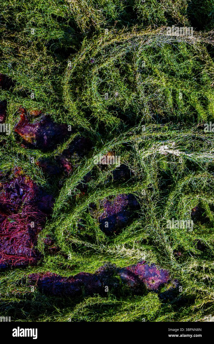 Green Rope, Acrosiphonia coalita, in Tongue Point Marine Life Sanctuary ...