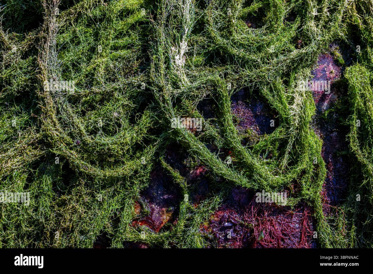 Green Rope, Acrosiphonia coalita, in Tongue Point Marine Life Sanctuary ...