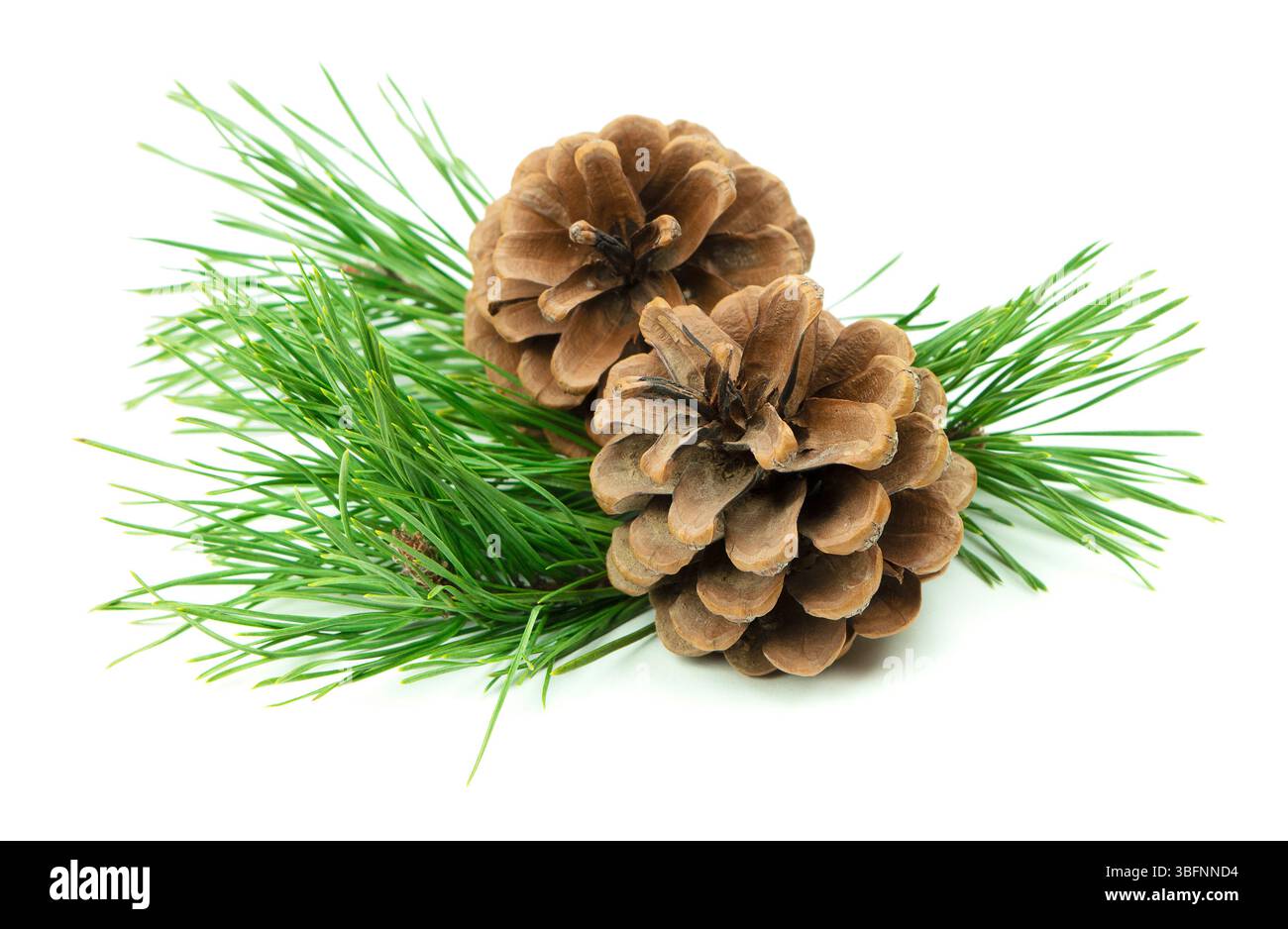 View pine branch in Cut Out Stock Images & Pictures - Alamy
