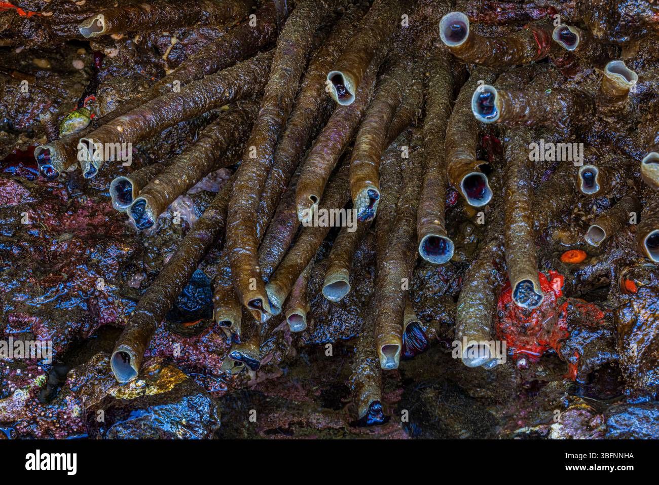 Northern Feather Duster Worm, Eudistylia vancouveri, exposed and closed ...