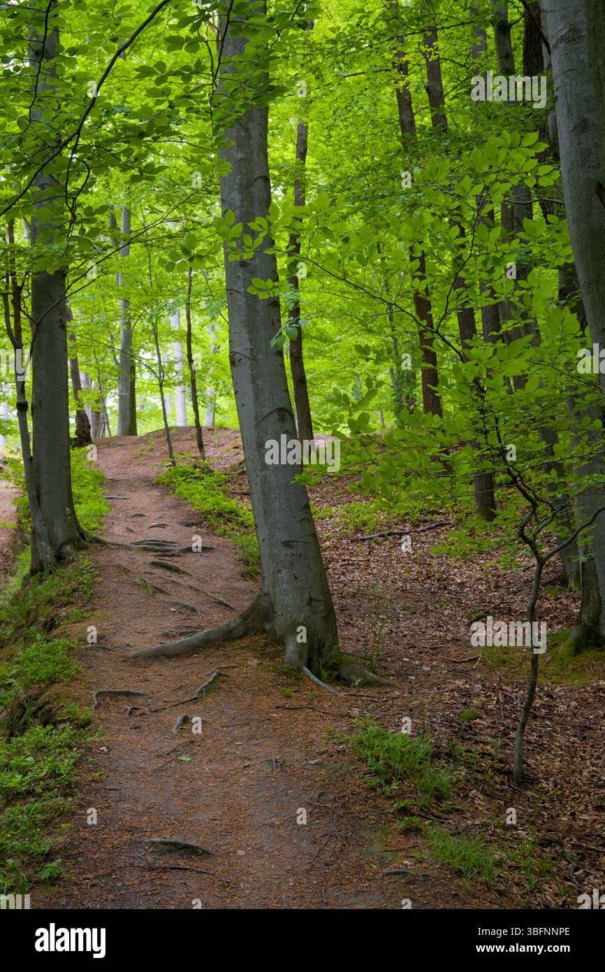 A scenic forest path along the hiking trail to Poustevnikuv Kamen ...