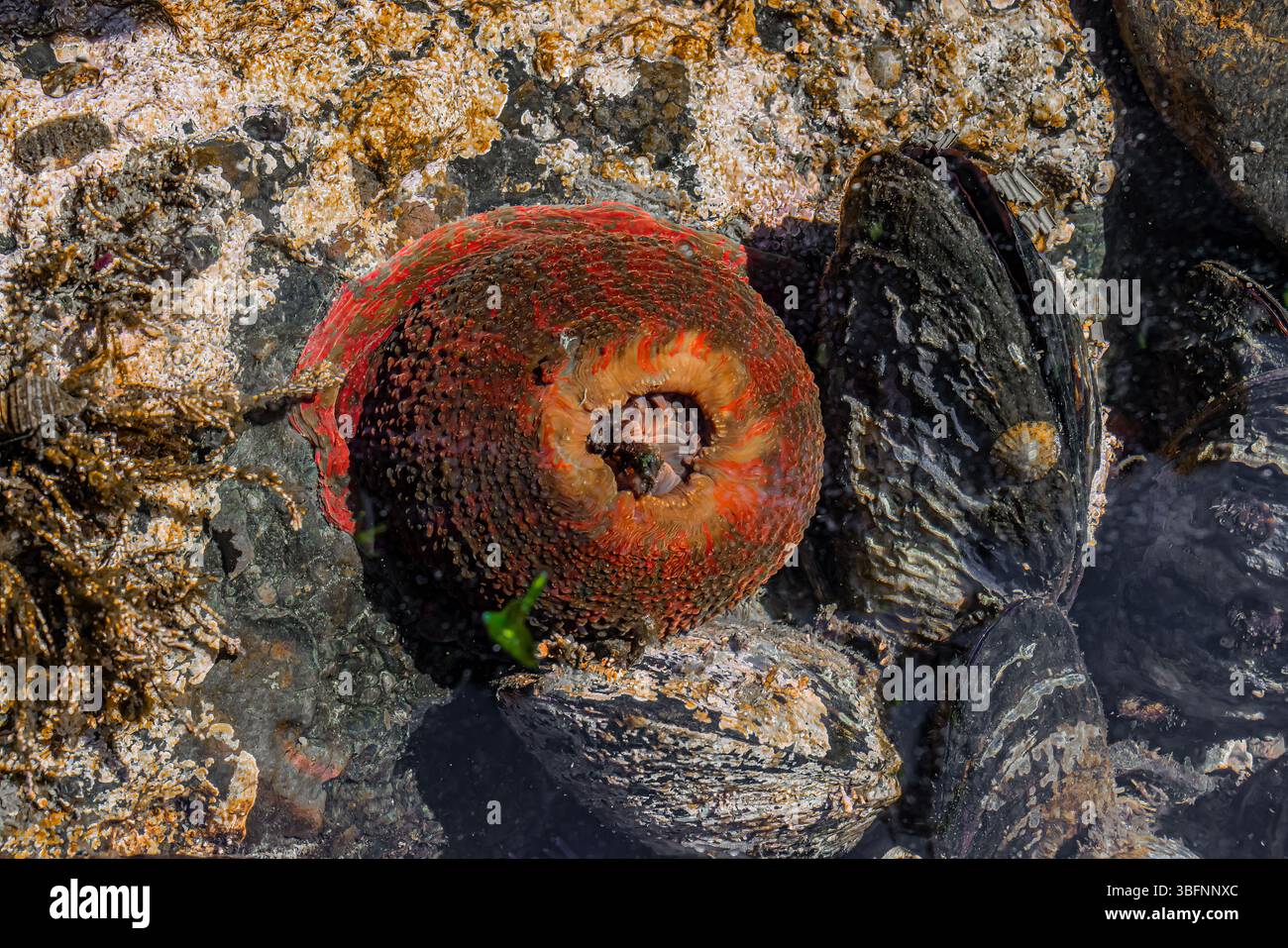 Painted Anemone, Urticina grebelnyi, closed up in Tongue Point Marine ...
