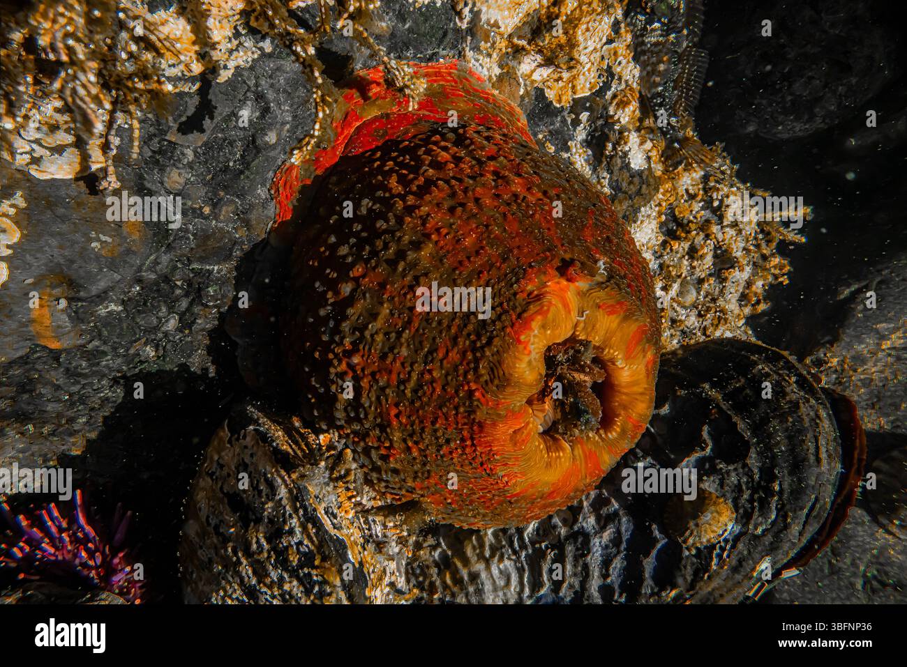 Painted Anemone, Urticina grebelnyi, closed up in Tongue Point Marine ...