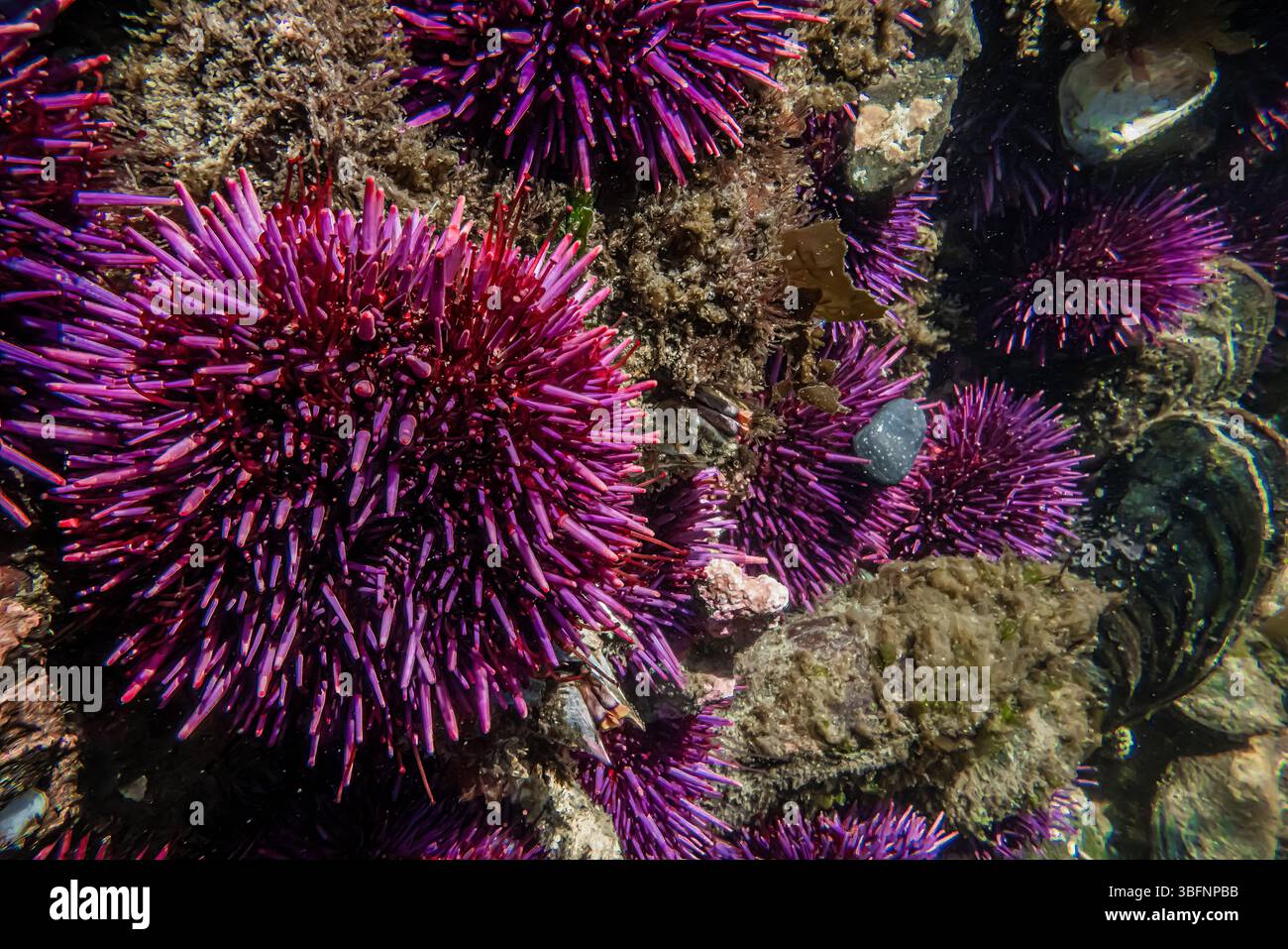 Pacific Purple Sea Urchin, Strongylocentrotus purpuratus, in Tongue ...