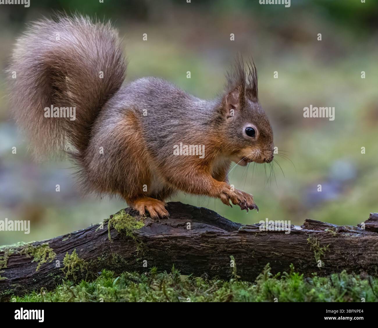 Species of squirrel hi-res stock photography and images - Alamy