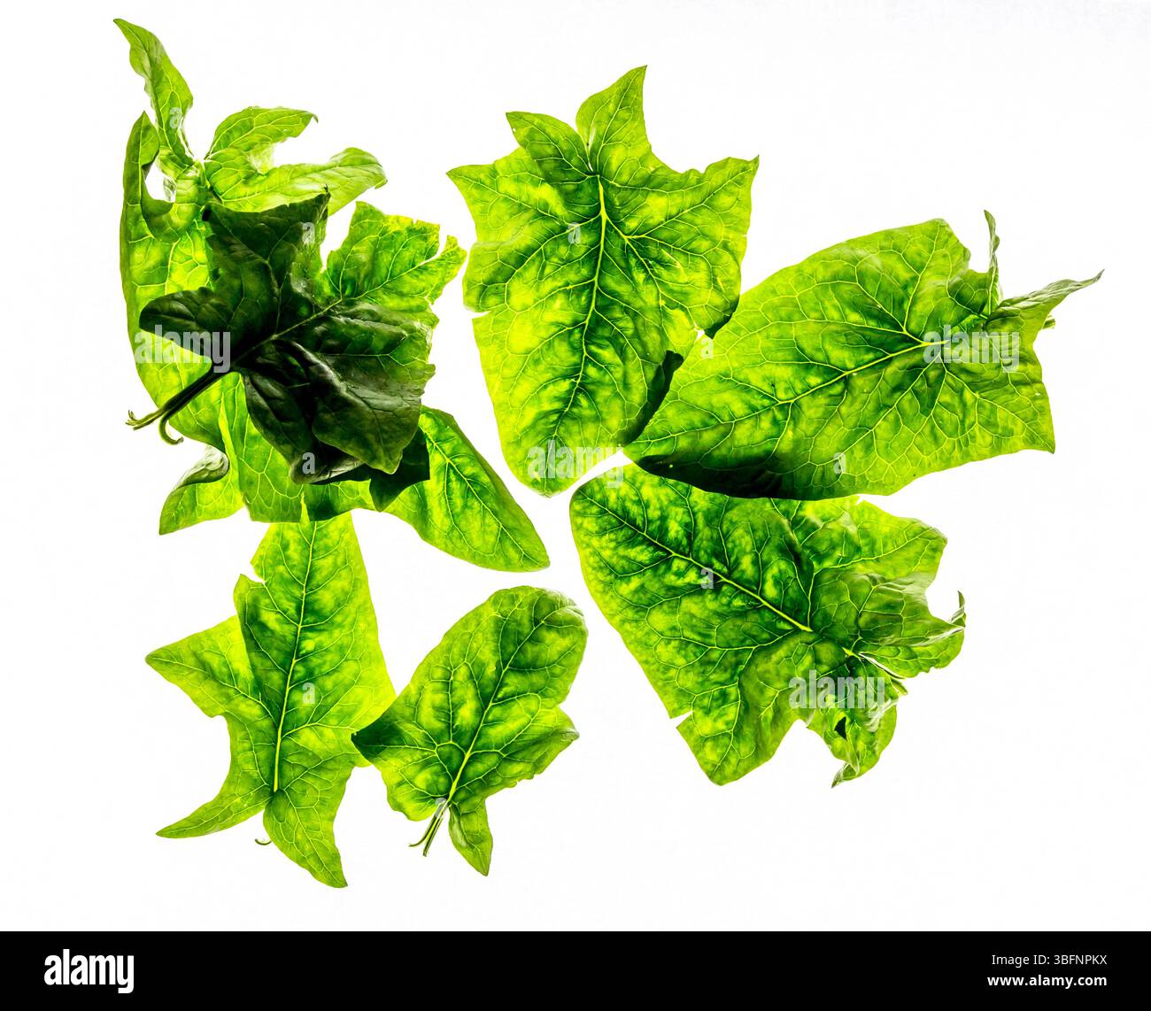 Leafy diet color healthy Cut Out Stock Images & Pictures - Alamy