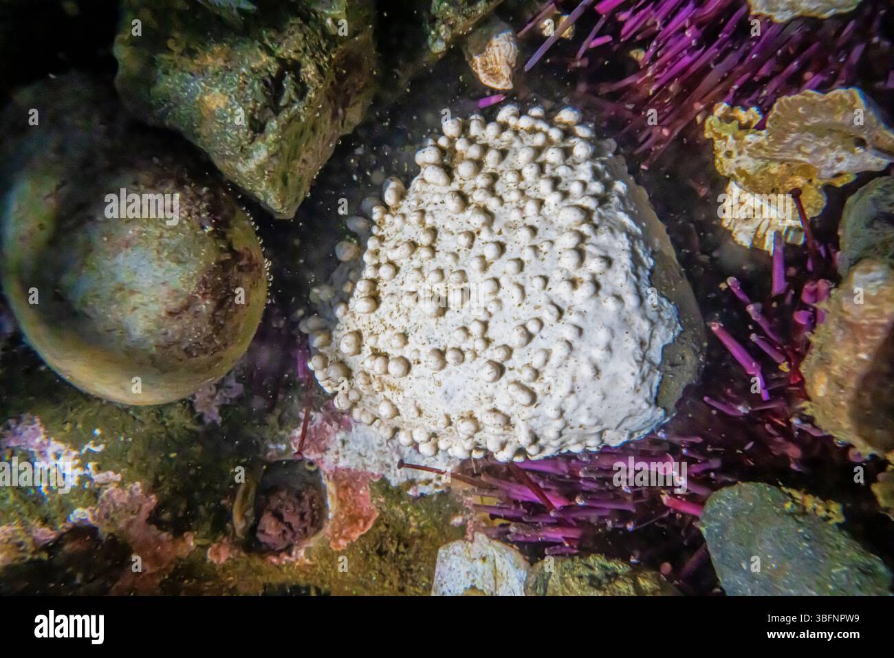 Bleached Coralline Algae in Tongue Point Marine Life Sanctuary, Strait ...