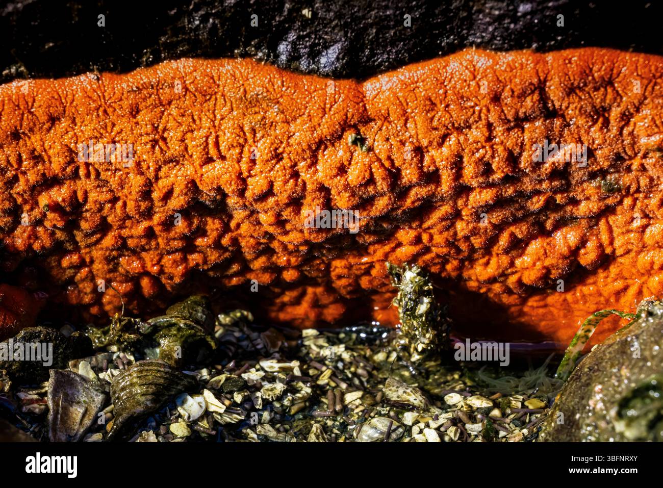 Family microcionidae hi-res stock photography and images - Alamy