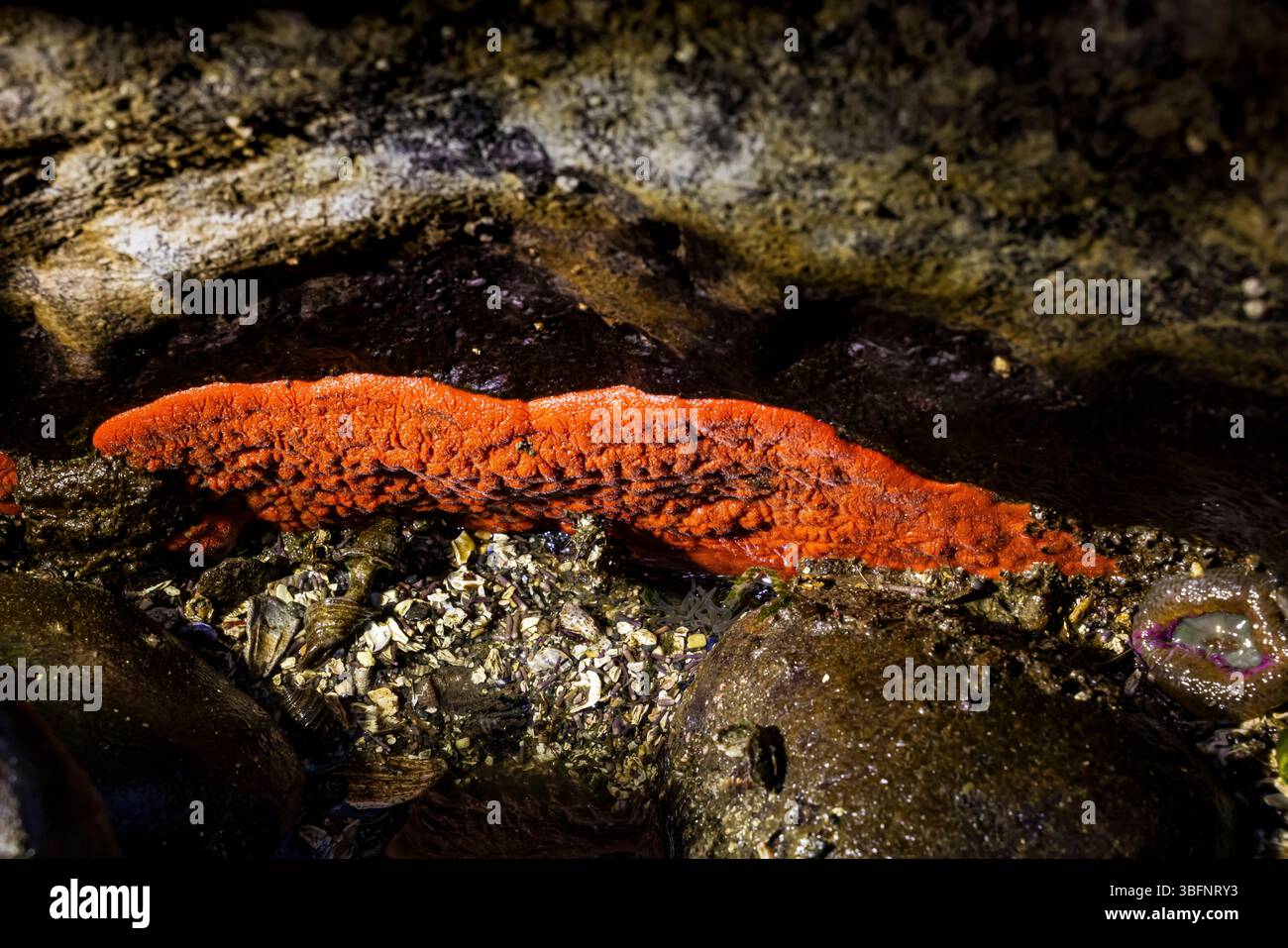 Sponge in Family Microcionidae in Tongue Point Marine Life Sanctuary ...