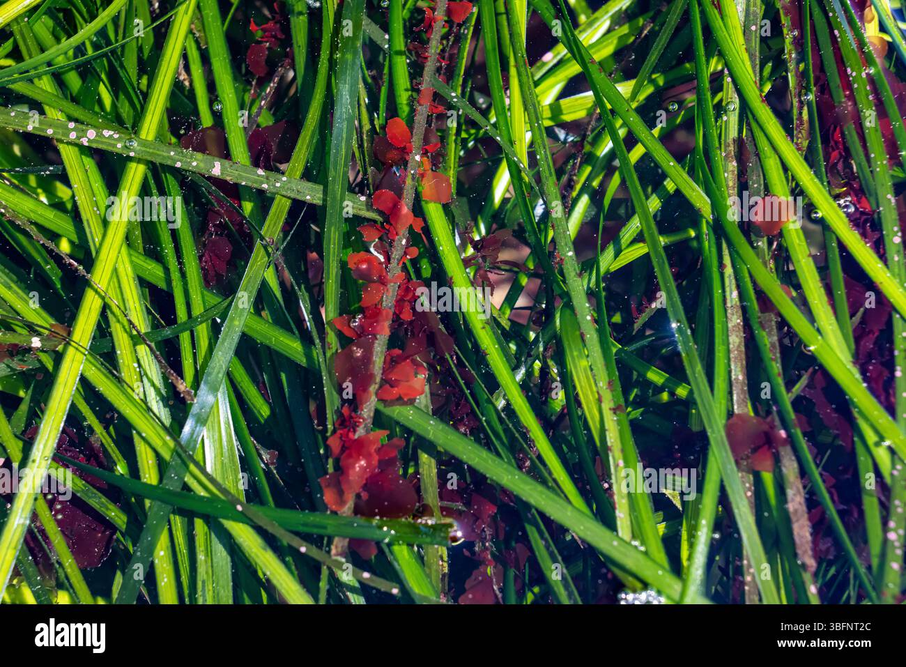 Seagrass Laver, Smithora naiadum, epiphytic of Scouler's Surfgrass ...