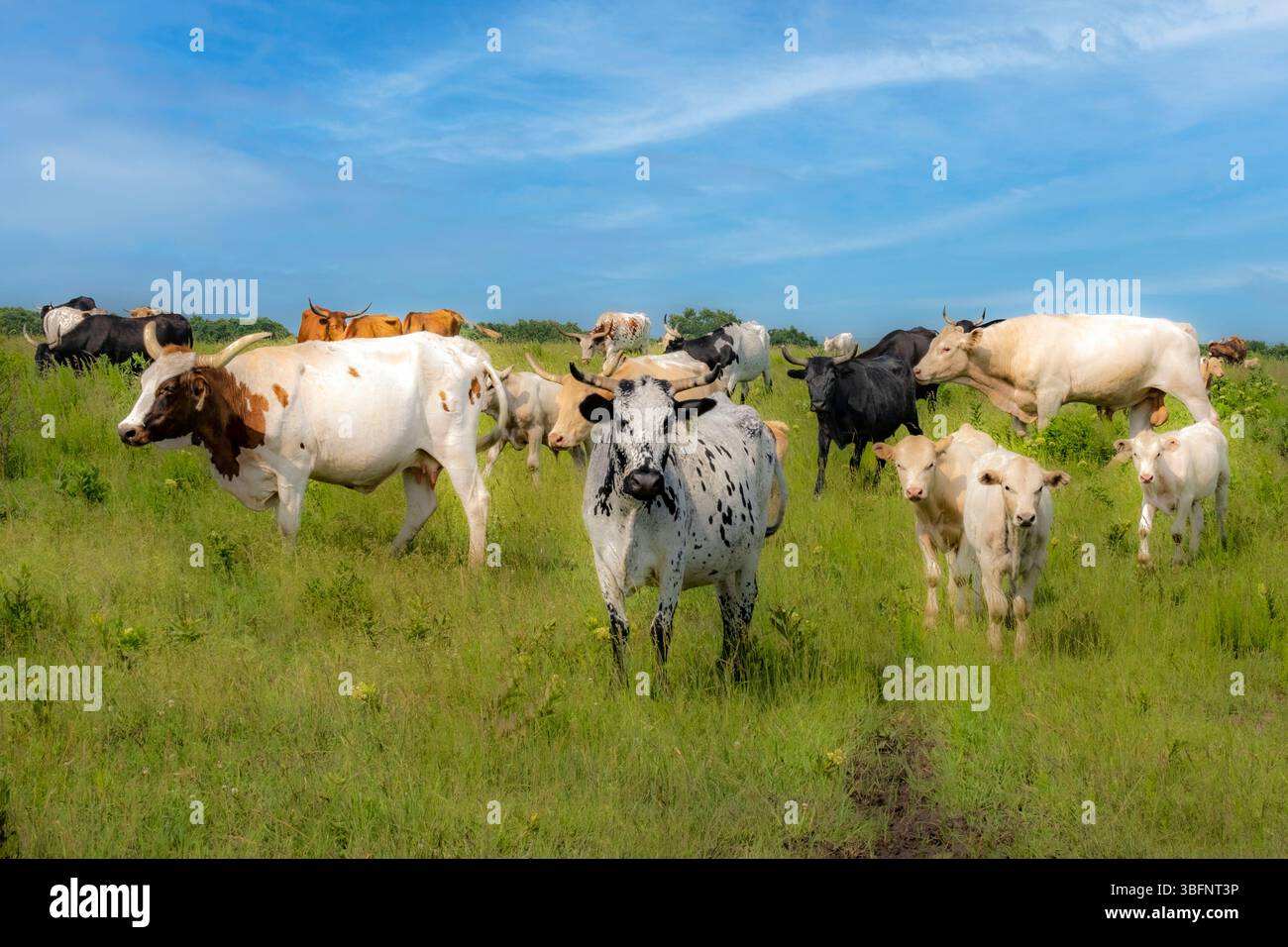 Long Horn Cattle Grazing on the Plains Stock Photo - Alamy