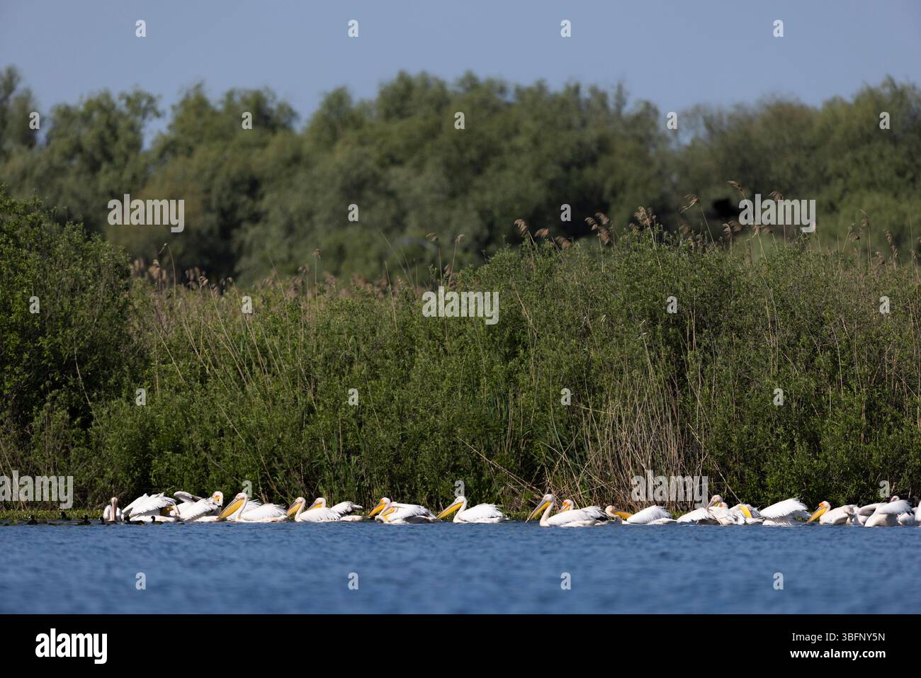 Great white pelican Pelecanus onocrotalus, flock on water, Danube Delta ...