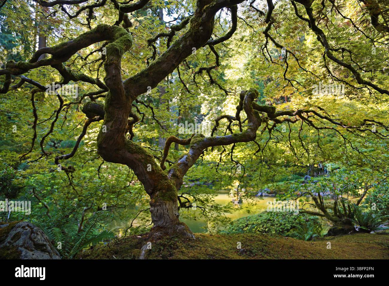 The silhouette of maple tree - Portland Japanese Garden, Oregon Stock ...