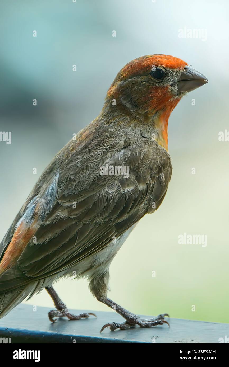 Red headed house finch Stock Photo - Alamy