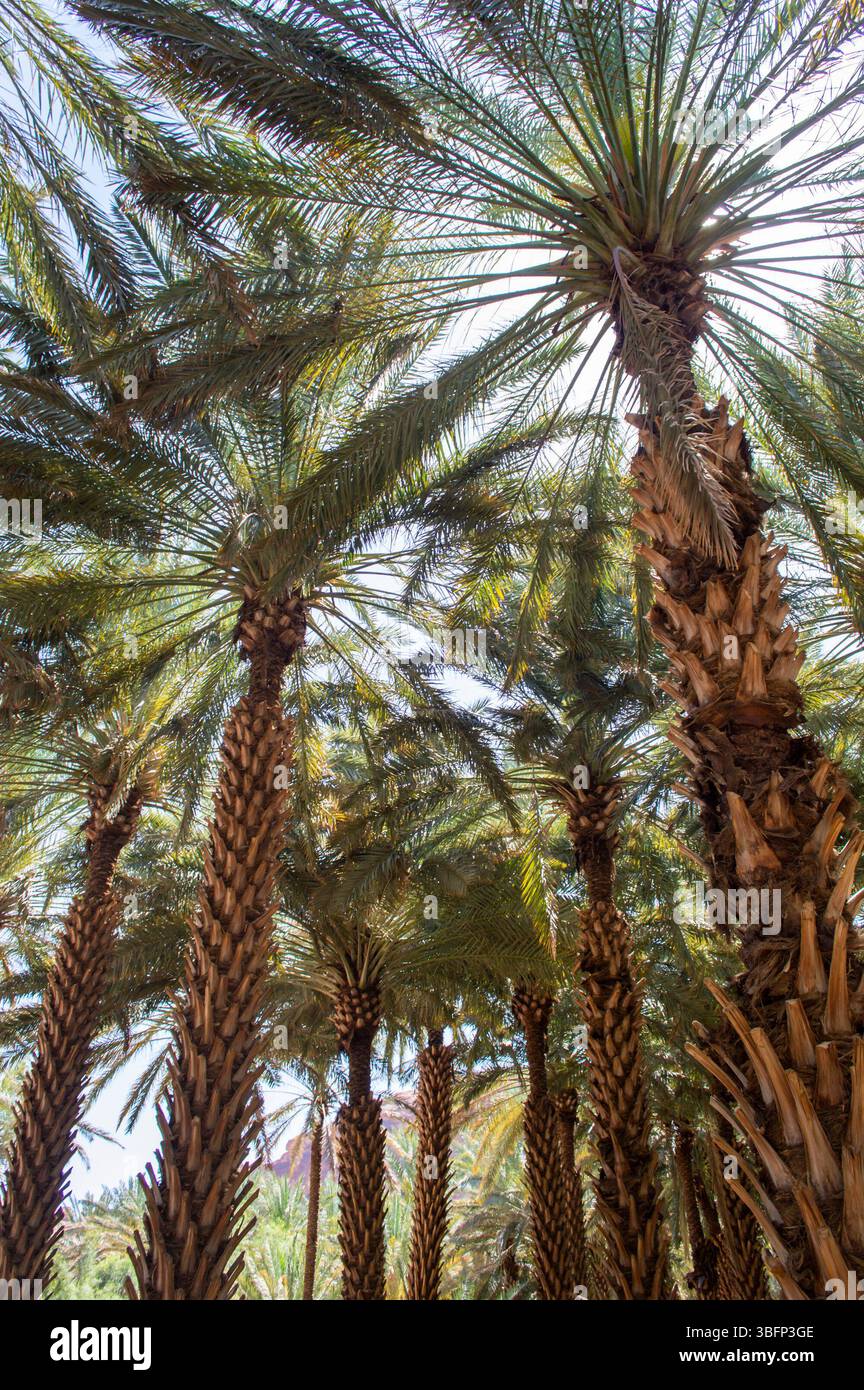 Footage saudi arabia alula oasis hi-res stock photography and images ...