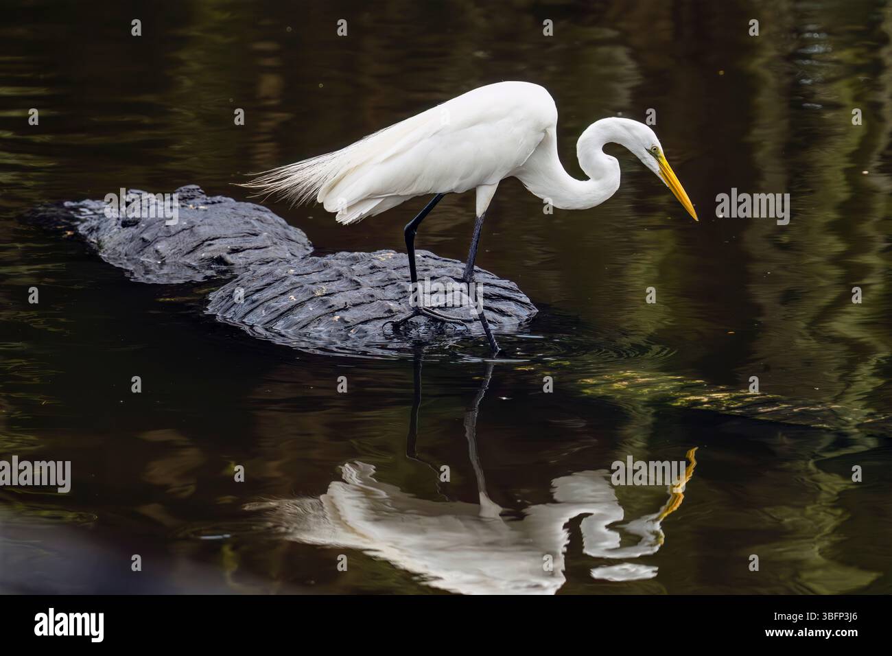 Orlando, Florida, USA. 2nd June, 2025. A great egret hitches a ride on ...