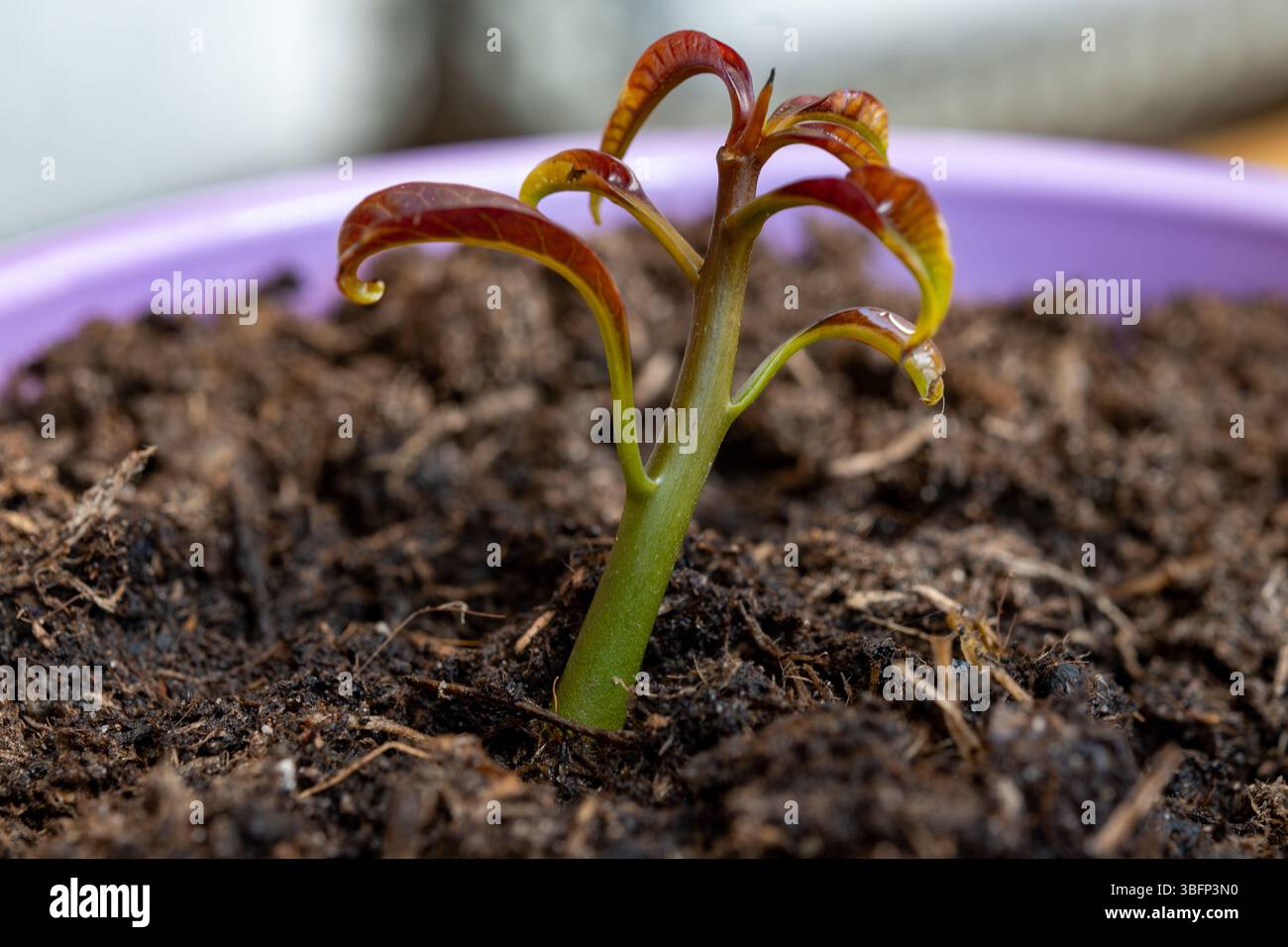 Growing exotic mango tree tropical fruit from a seed, germinated sprout ...