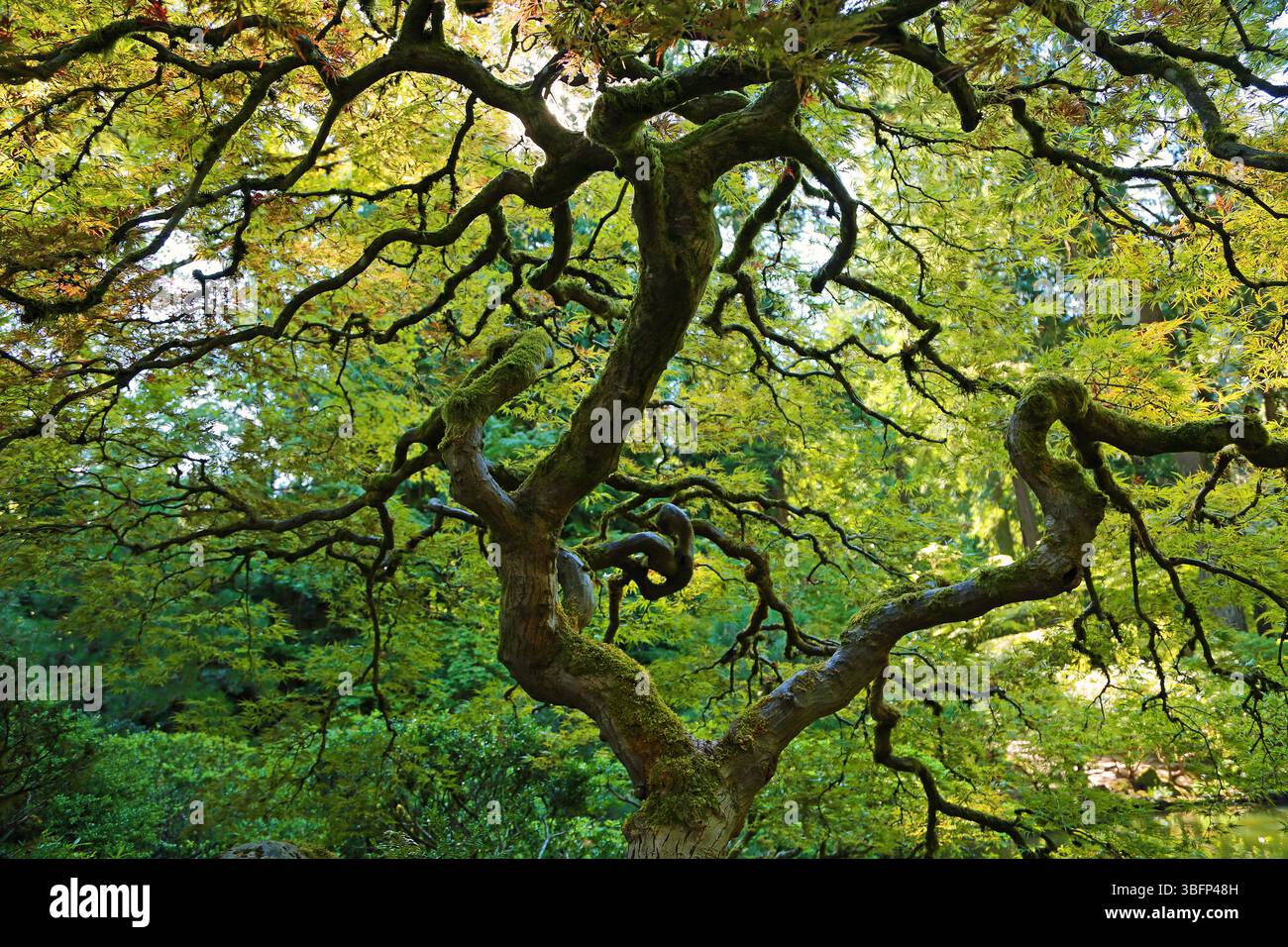 Beautiful twisted tree - Portland Japanese Garden, Oregon Stock Photo ...