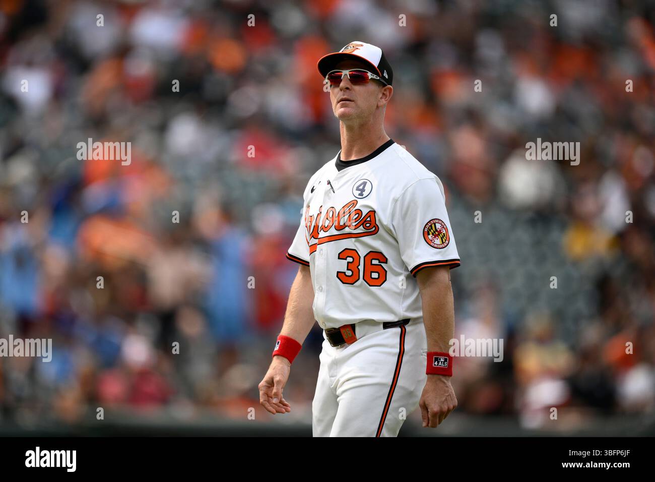 Baltimore Orioles interim manager Tony Mansolino (36) in action during ...