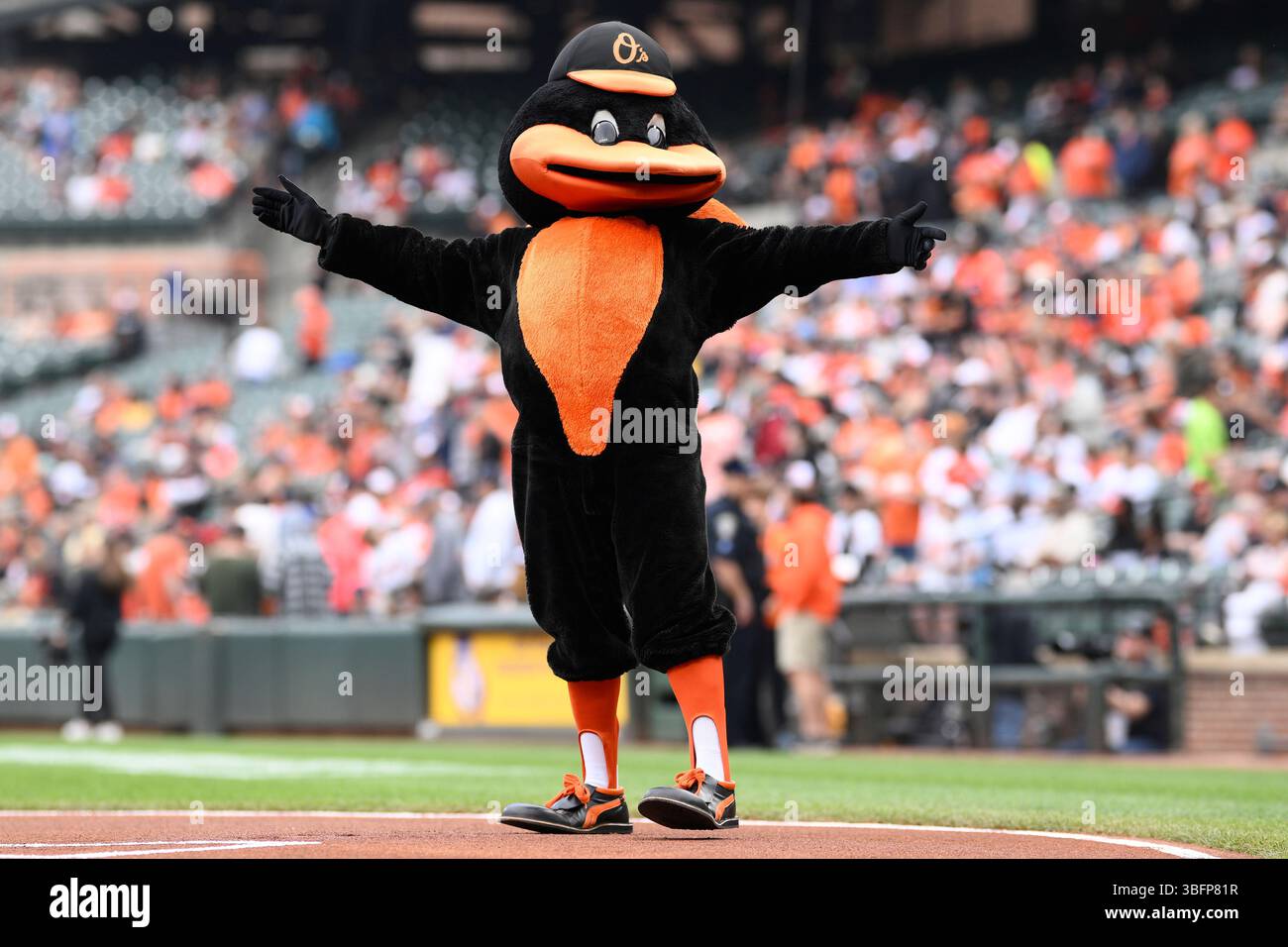 The Orioles bird, Baltimore Orioles mascot before a baseball game ...