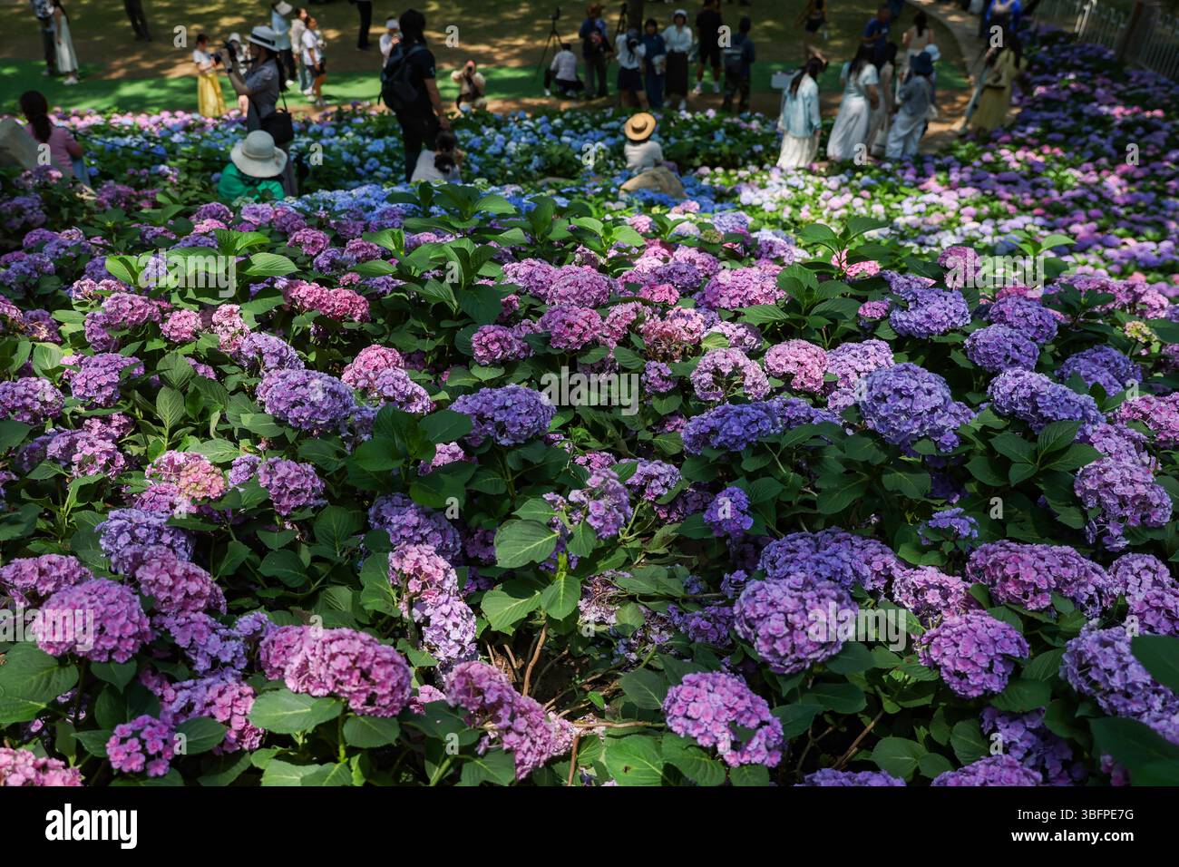 **CHINESE MAINLAND, HONG KONG, MACAU AND TAIWAN OUT** Hydrangea flowers ...
