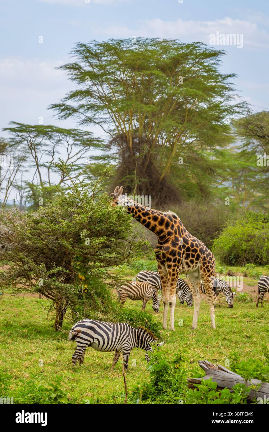 Giraffe and zebras in Kenya Stock Photo - Alamy