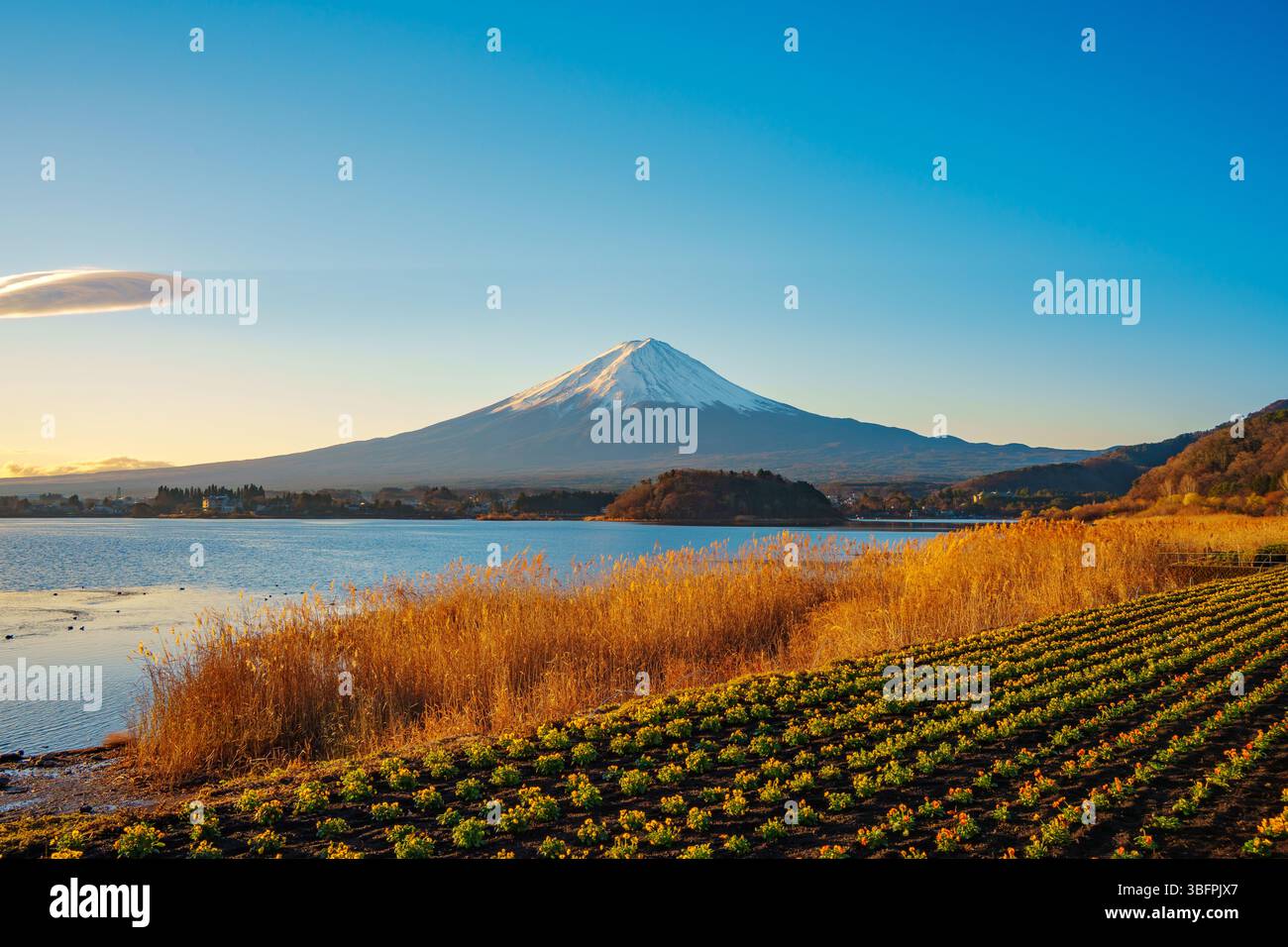 Vibrant yellow flowers at Oishi Park with the iconic Mount Fuji and ...