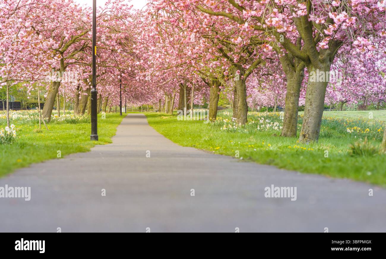 An avenue of cherry blossom trees in bloom at The Stray, Harrogate ...