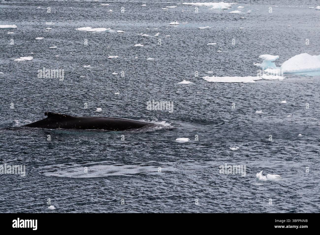 Close-up of the back of a diving humpback whale -Megaptera novaeangliae ...