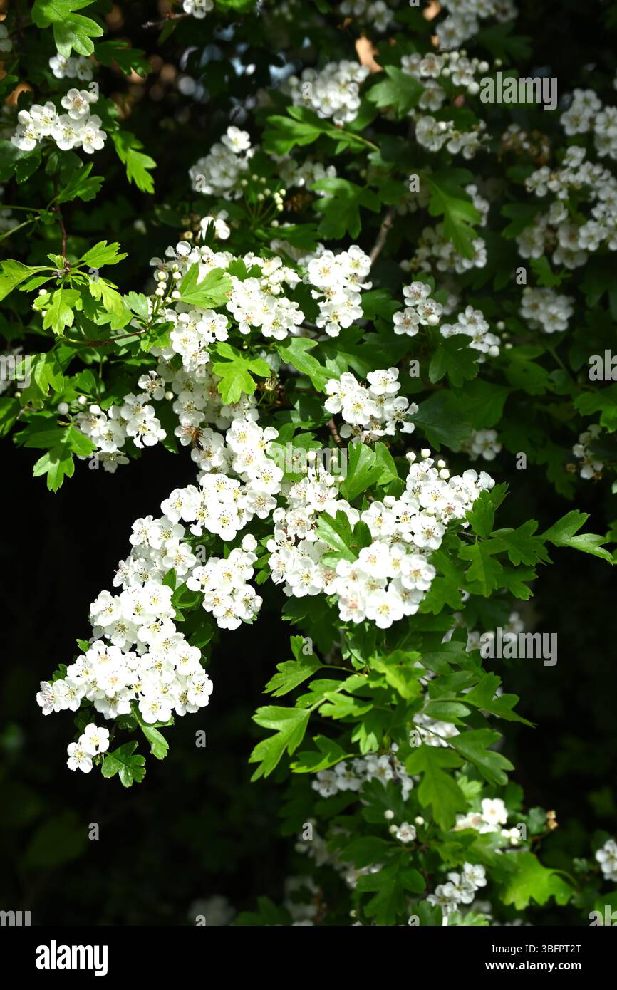 White early summer blossom of May tree, aka common hawthorn, Crataegus ...