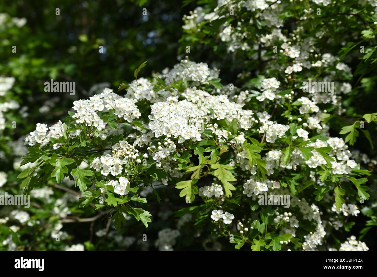White early summer blossom of May tree, aka common hawthorn, Crataegus ...