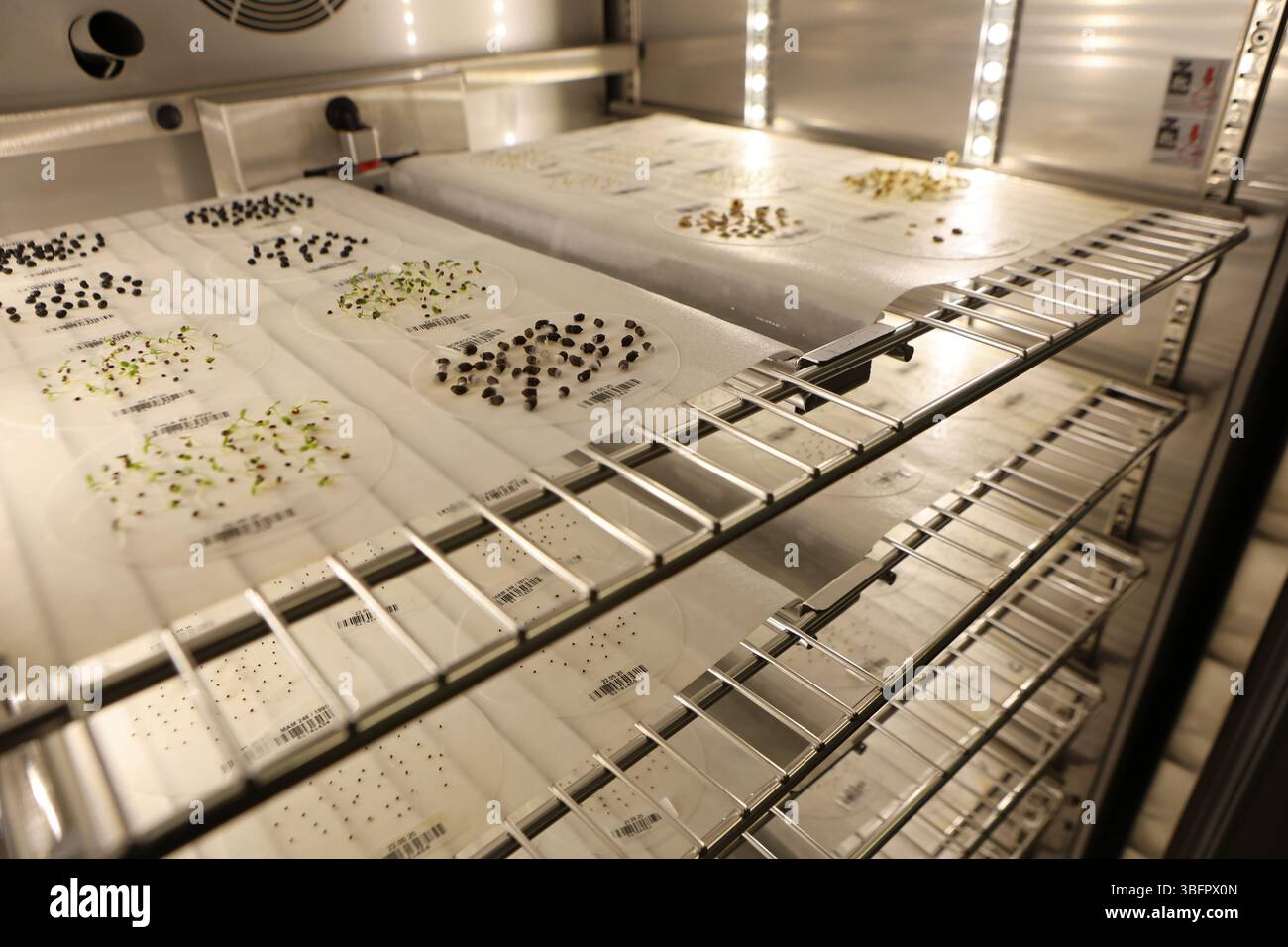 Gatersleben, Germany. 27th May, 2025. Plant seeds lie in a germination ...