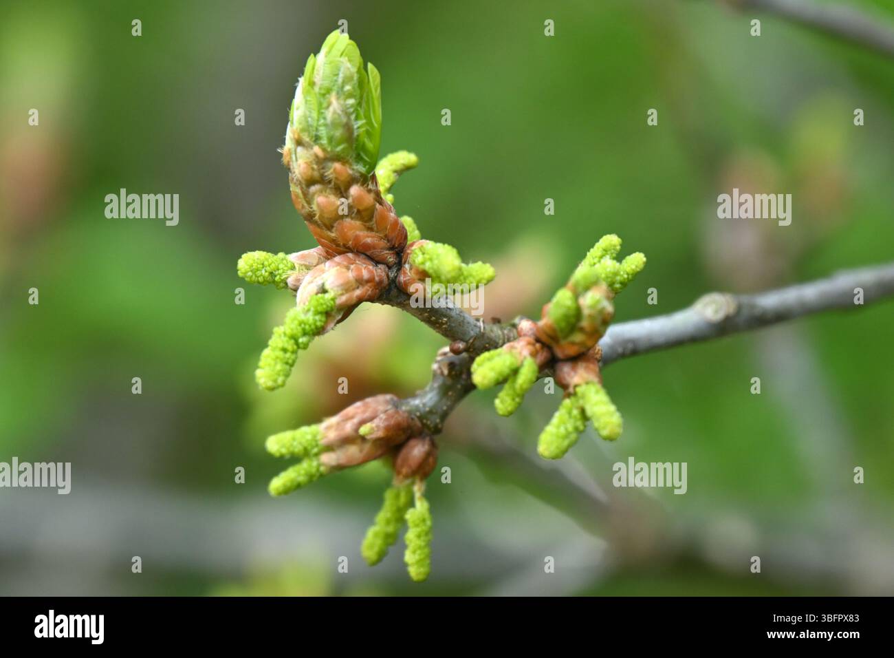 Emerging leaves and flowers on Common English oak tree Quercus robur UK ...