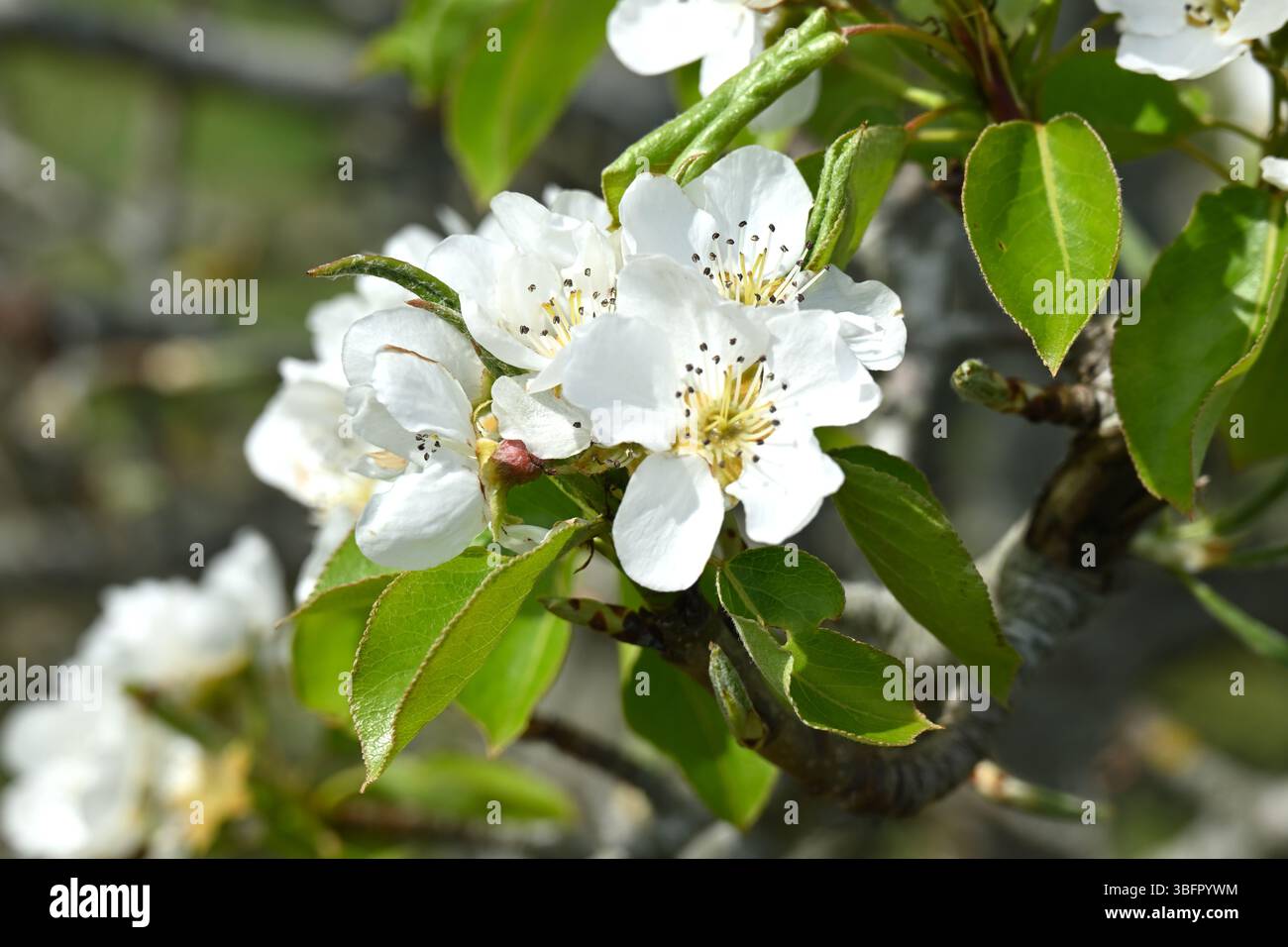 White spring blossom of pear tree, Pyrus communis, UK April Stock Photo ...