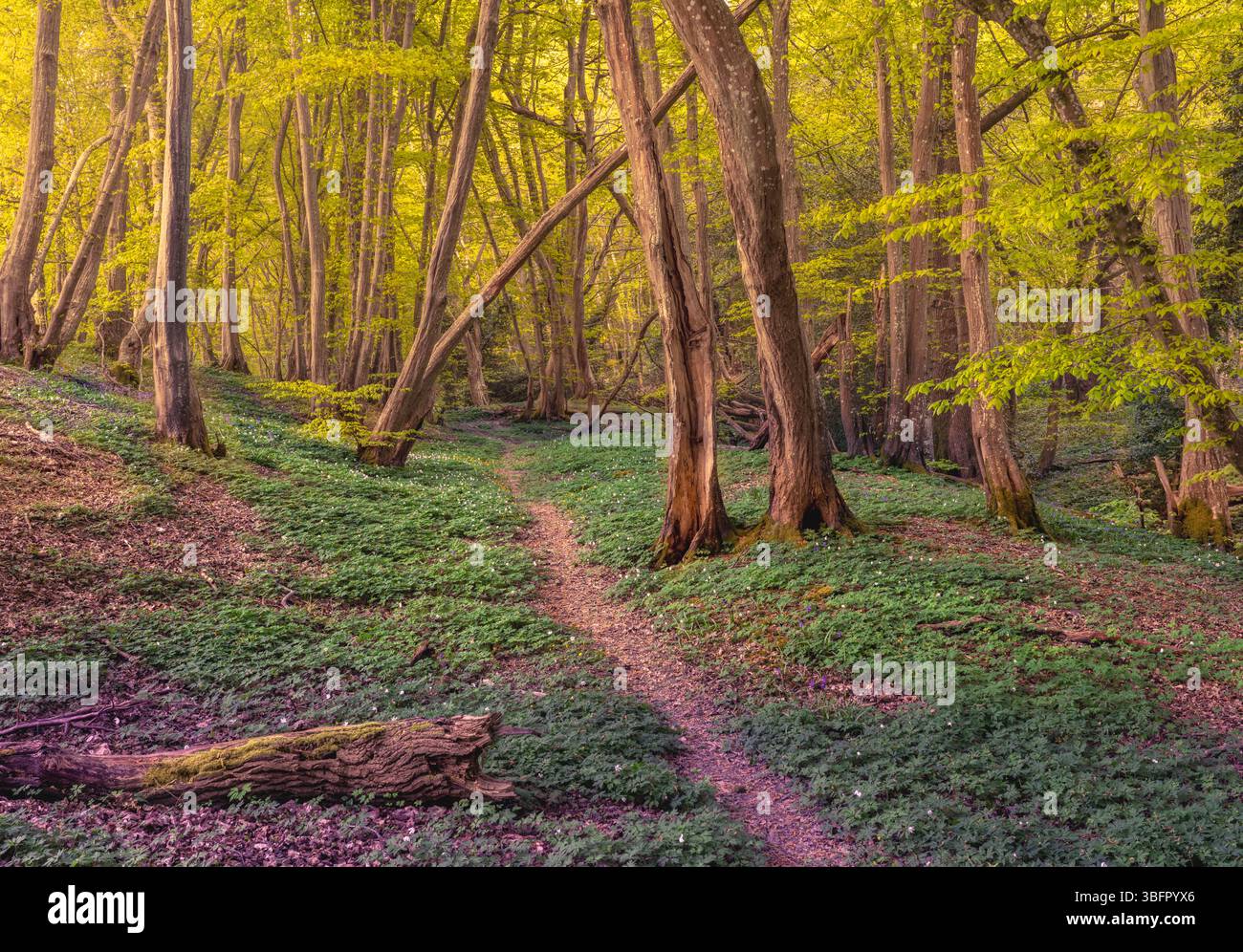 High weald hi-res stock photography and images - Alamy